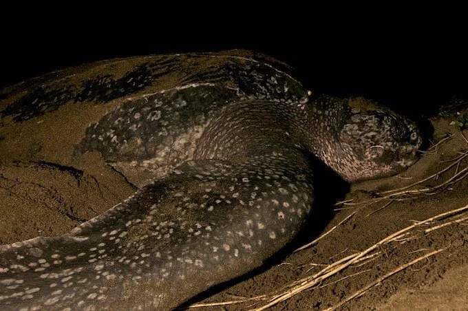 Leatherback Turtle — SEE Turtles