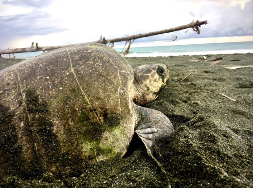 Saving Baby Turtles Around The World — SEE Turtles