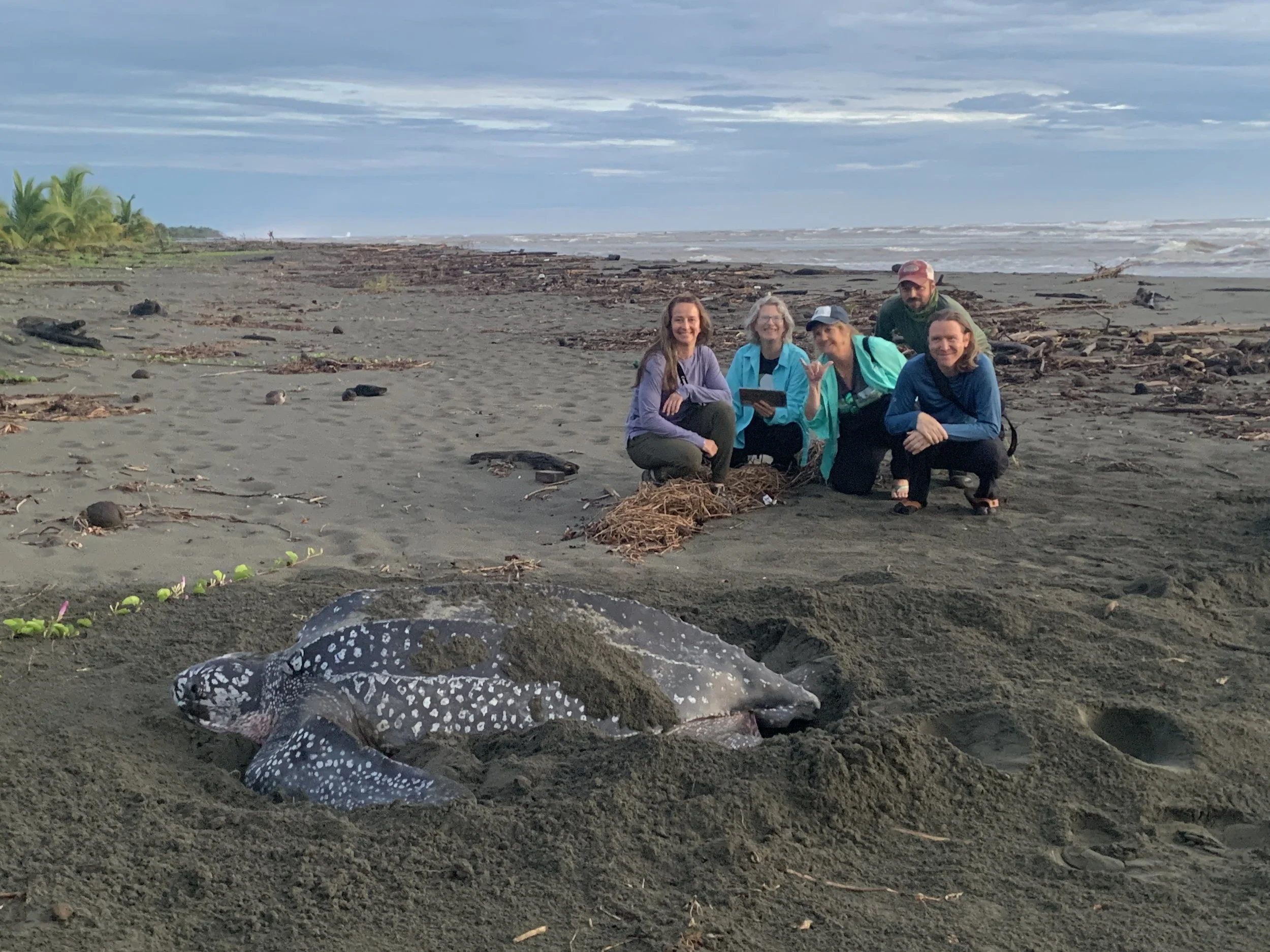 Save The Turtles — SEE Turtles — SEE Turtles