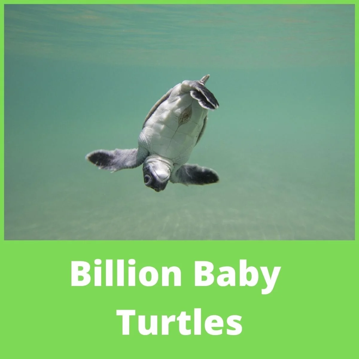Baby Turtle Memes