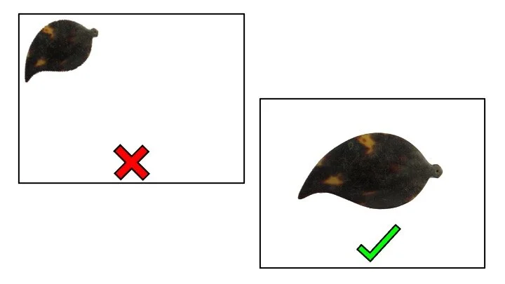 SEE-Shell-Bahasa — SEE Turtles
