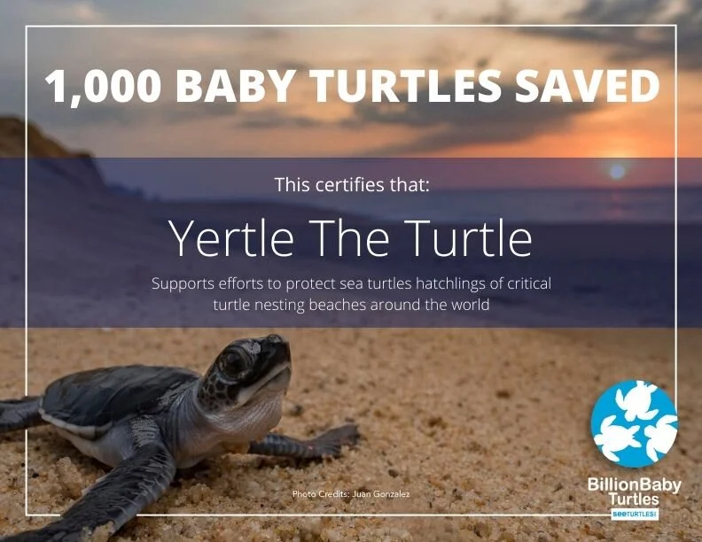 Symbolic Adoption of Baby Sea Turtles — SEE Turtles