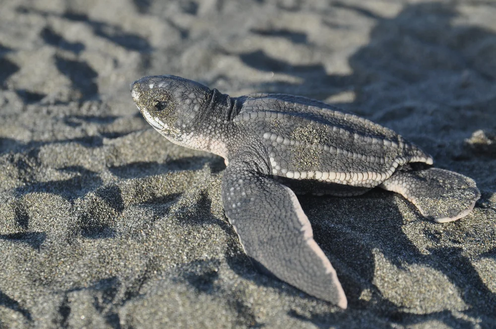 Cute Leatherback Sea Turtles