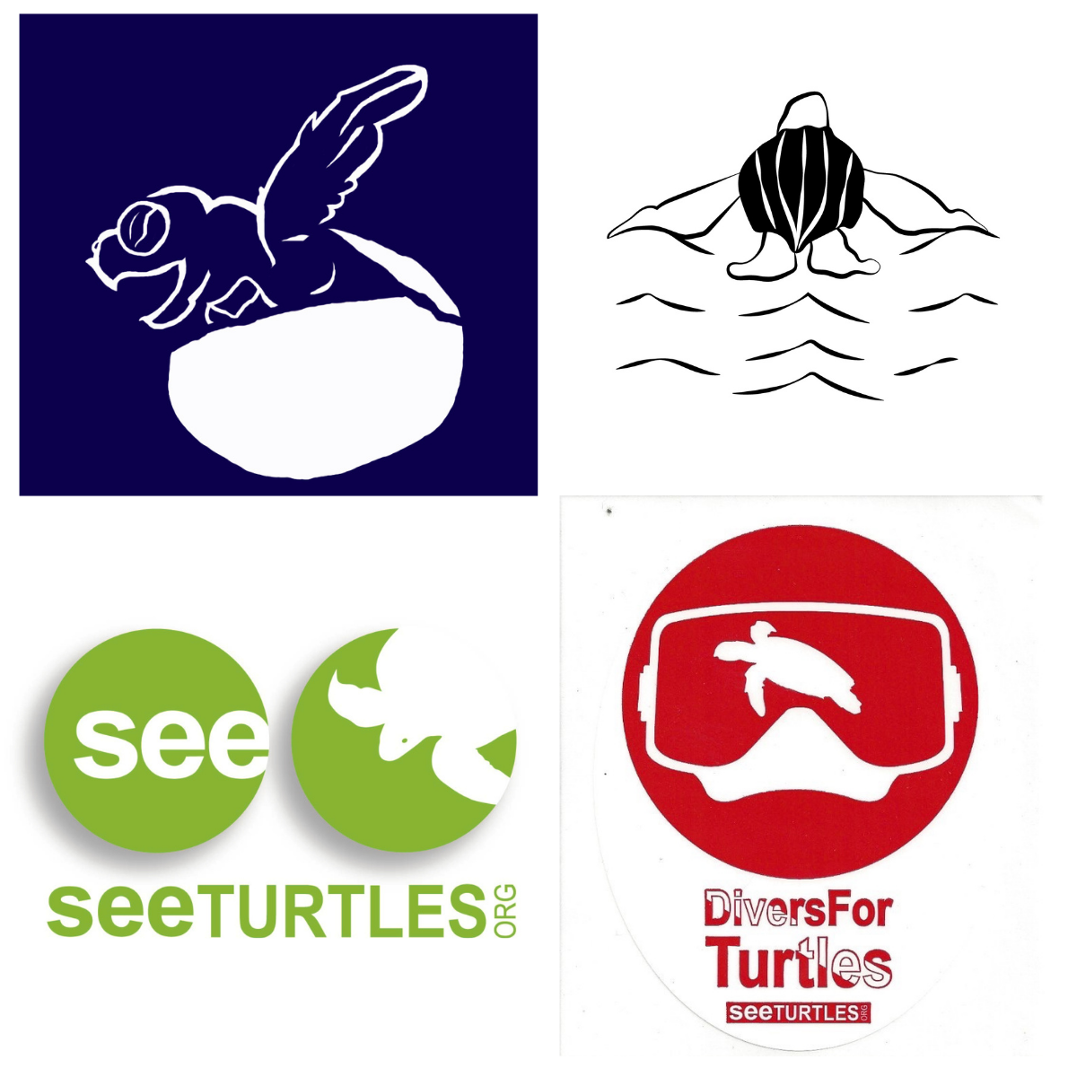 Symbolic Adoption of Baby Sea Turtles — SEE Turtles