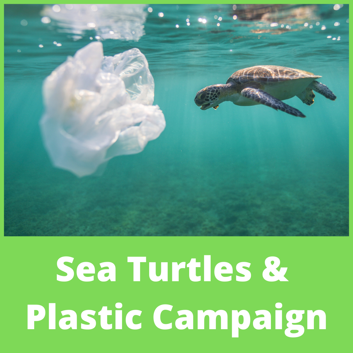 SEE Turtles
