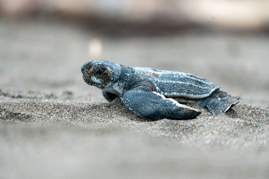 Most Beautiful Sea Turtles