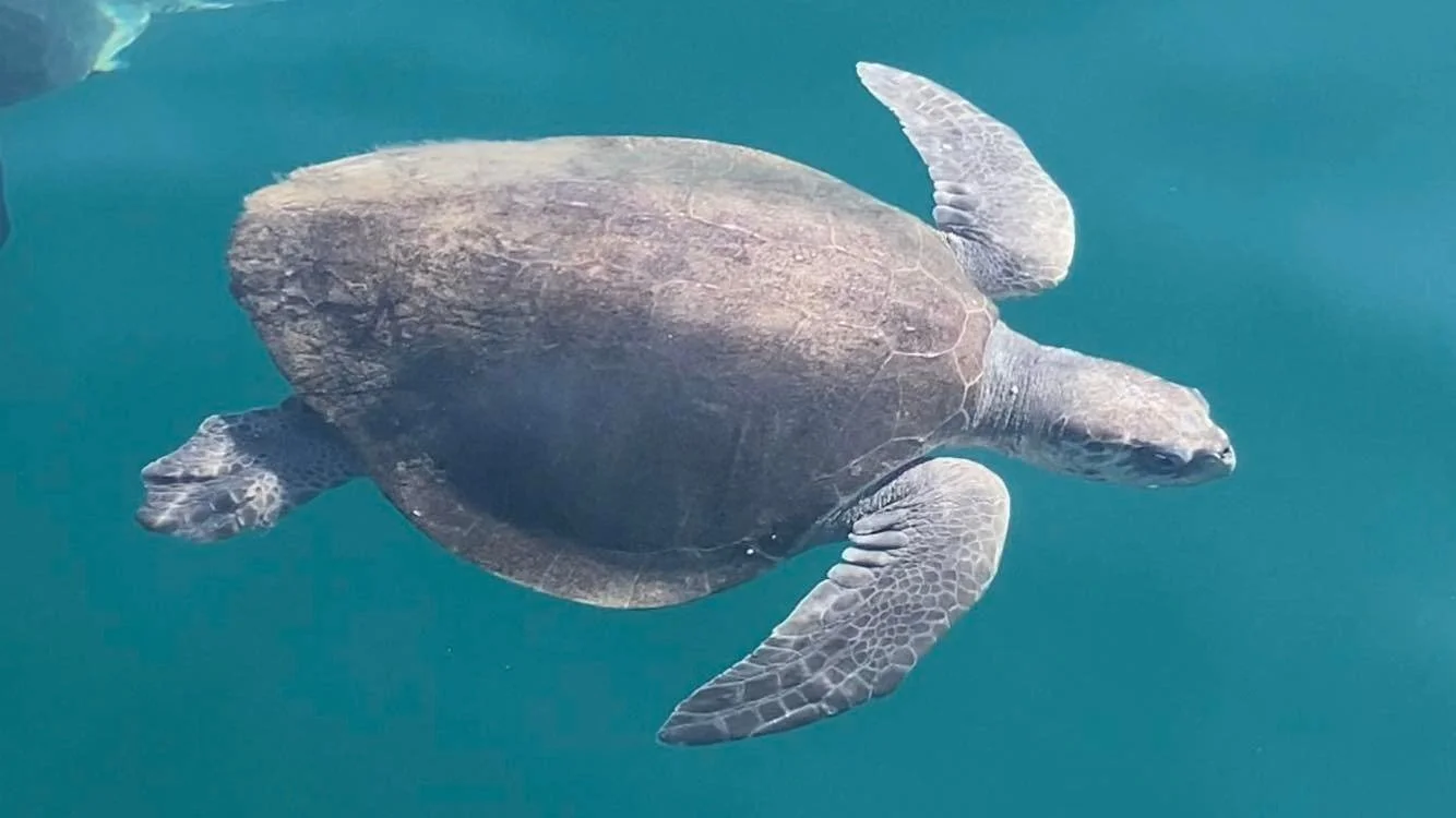 Oaxaca Nature & Culture — SEE Turtles