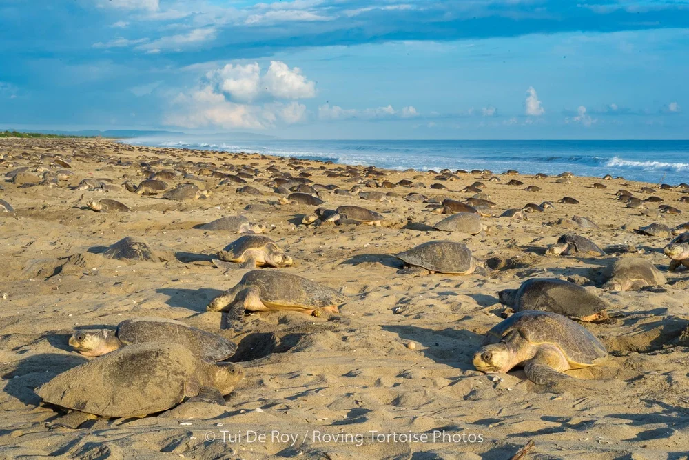 Turtle Blog — SEE Turtles