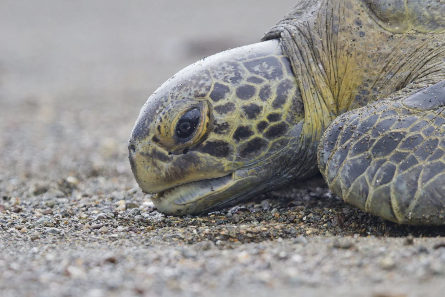 Baby Sea Turtles — SEE Turtles