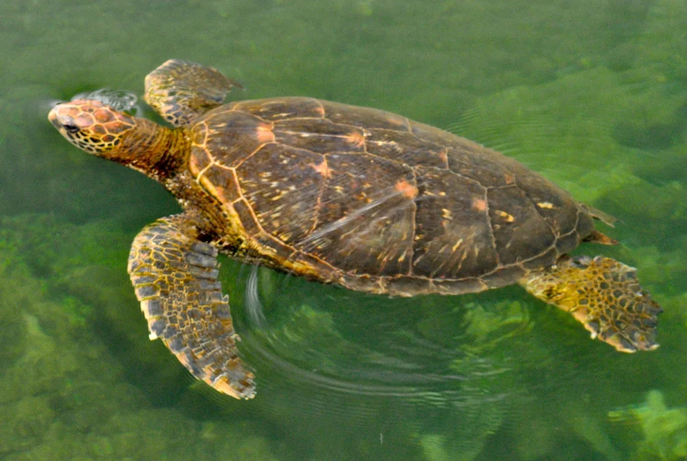 Sea Turtle Diet — SEE Turtles
