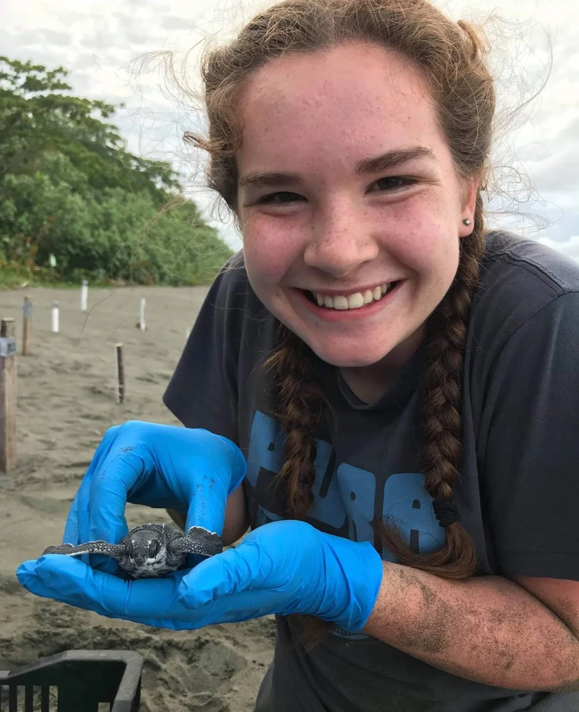 Turtle Blog — SEE Turtles