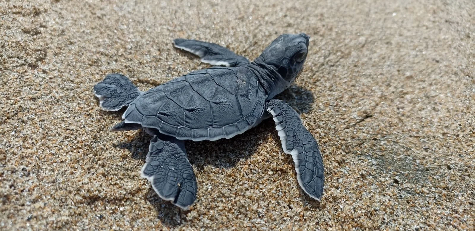 Black Grey Sea Turtles LOGGERHEAD SEA TURTLE Pelargos Natura