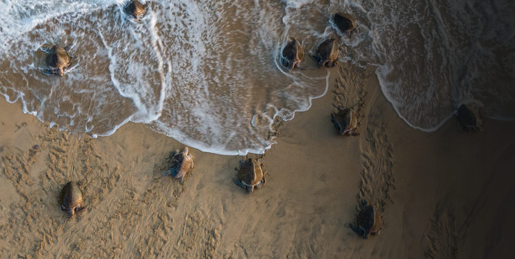 Join The Turtle Club — SEE Turtles