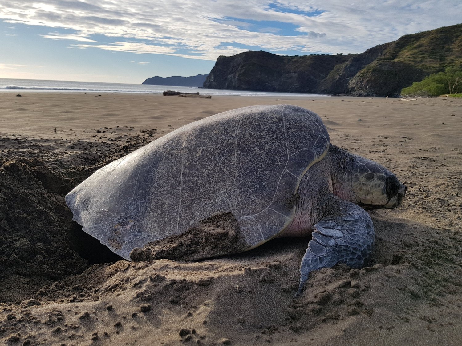 Jaguars & Turtles At Nancite Beach, Costa Rica — SEE Turtles