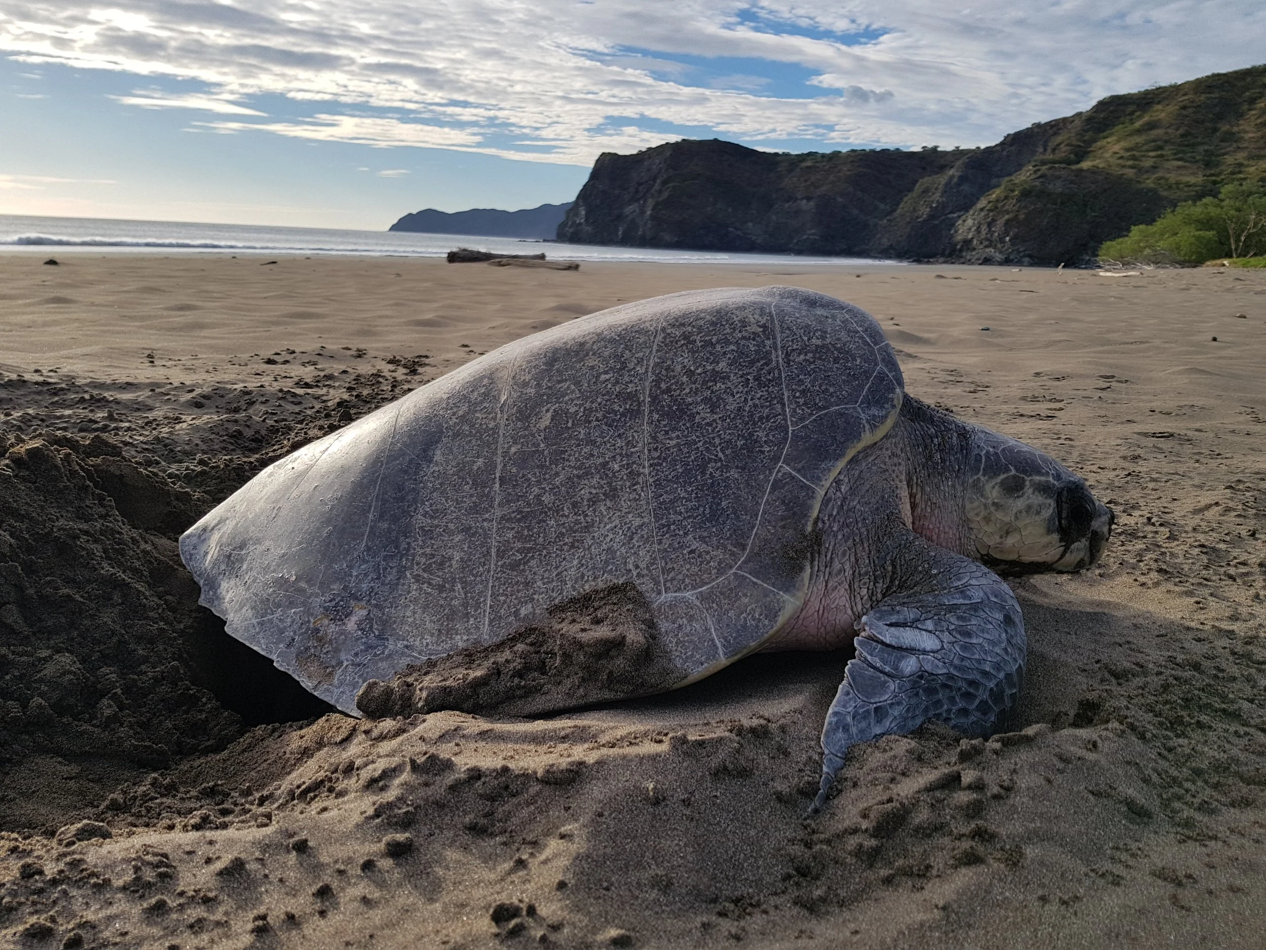 Jaguars & Turtles At Nancite Beach, Costa Rica — SEE Turtles