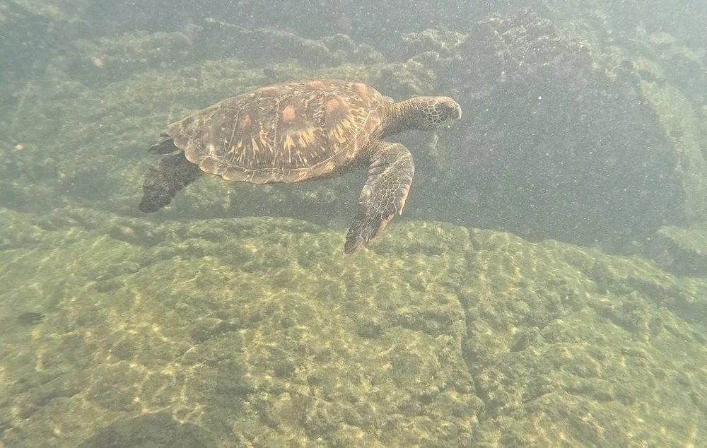 Galapagos Turtles & Tortoises — SEE Turtles — SEE Turtles