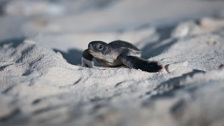 Turtle Blog — SEE Turtles