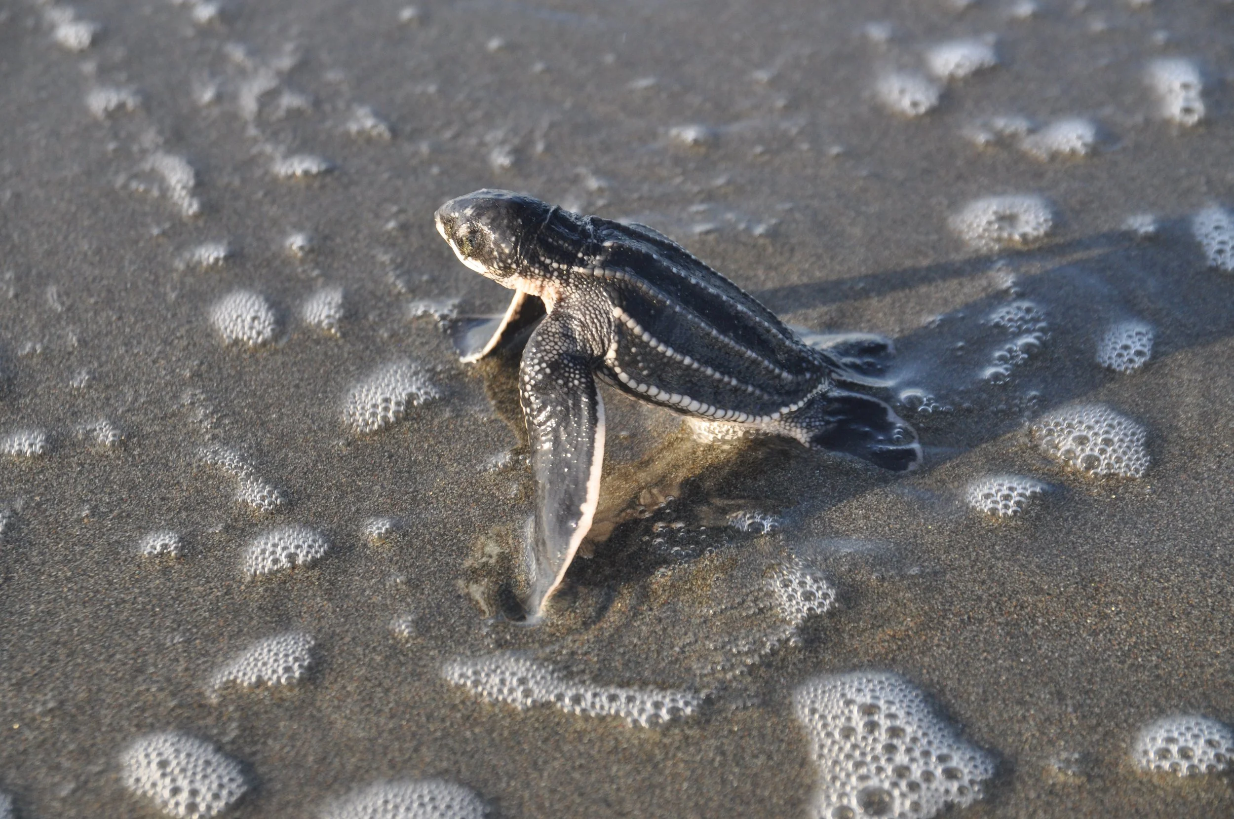 Sea Turtle Tours — SEE Turtles