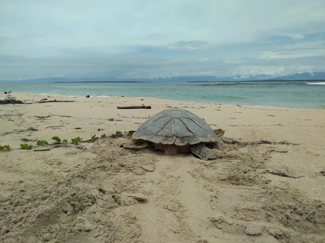 Turtle Blog — SEE Turtles