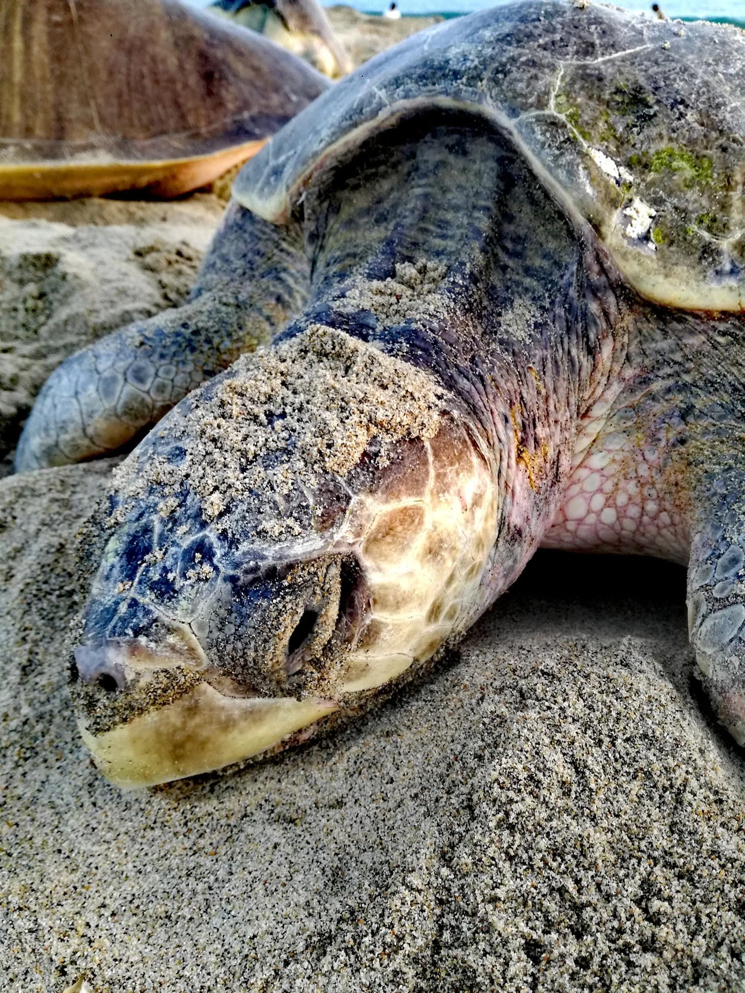 Oaxaca Nature & Culture — SEE Turtles
