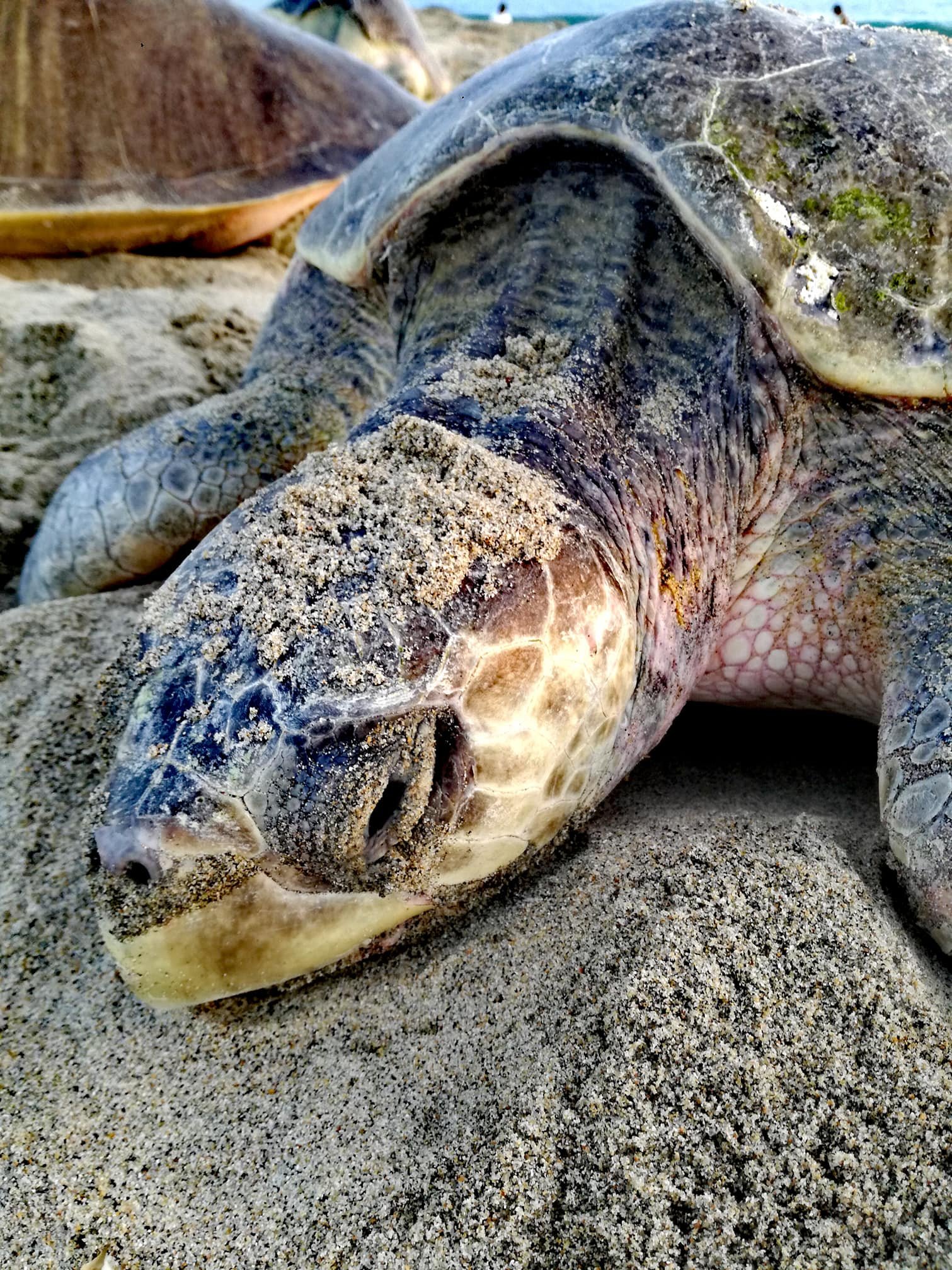 Oaxaca Nature & Culture — SEE Turtles