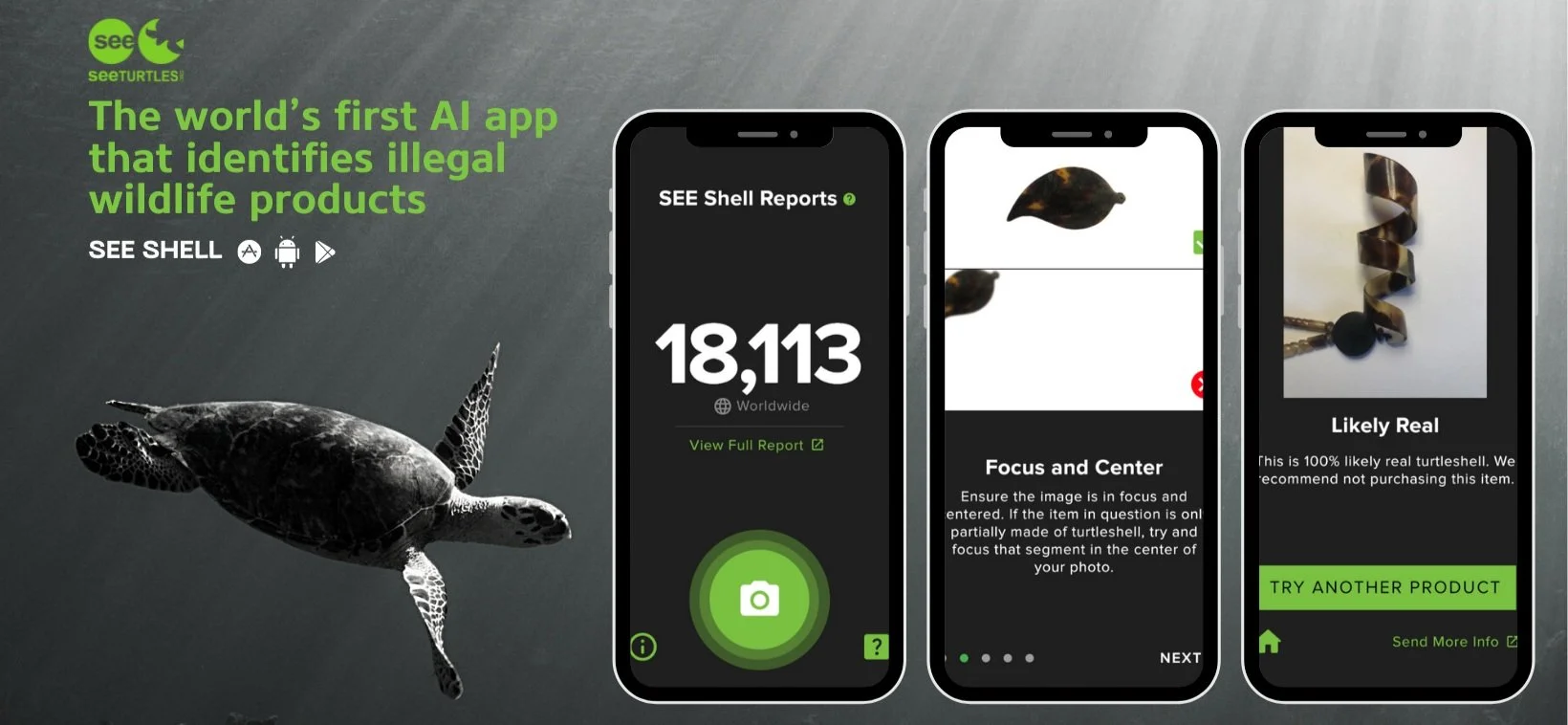 Report Turtleshell — SEE Turtles