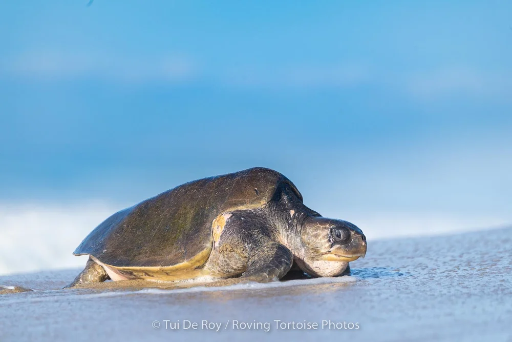 Sea Turtle Migration — SEE Turtles