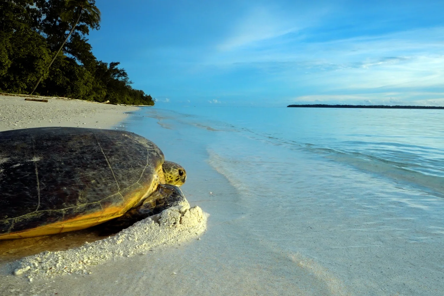 Turtle Blog — SEE Turtles