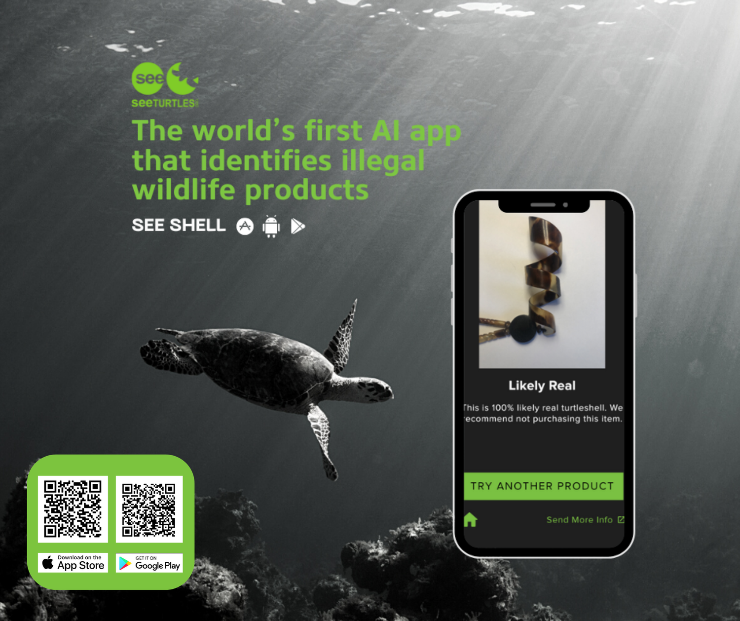 Conservation Success — SEE Turtles