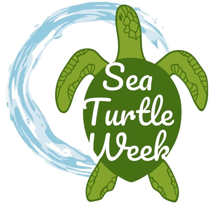 SEE Turtles | Sea Turtle Conservation Tours & Ways to save turtles