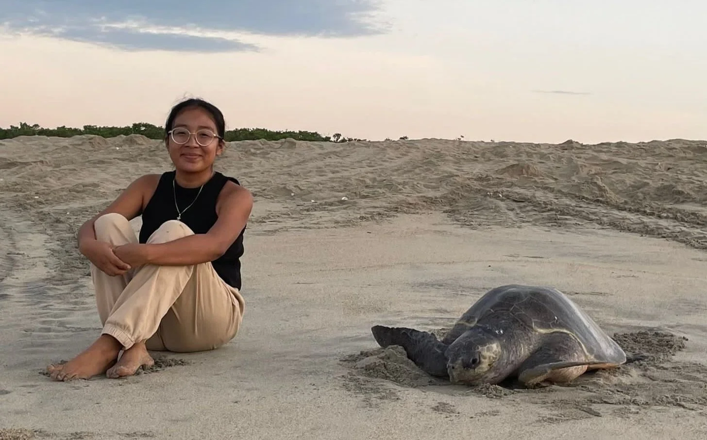 Turtle Blog — SEE Turtles