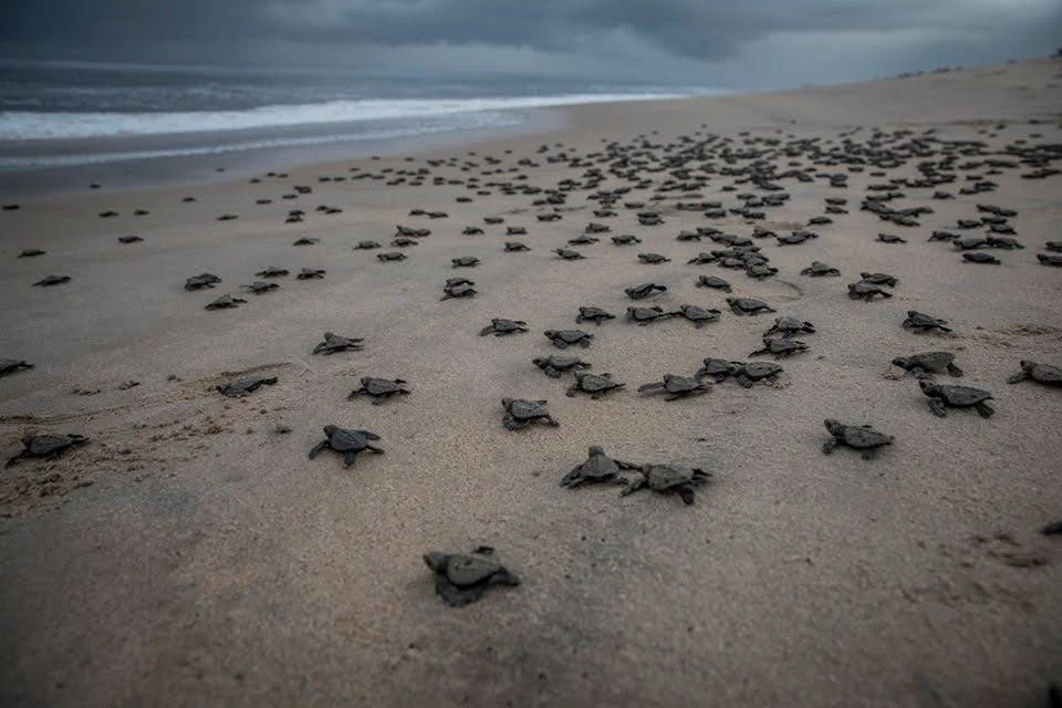 Turtle Blog — SEE Turtles