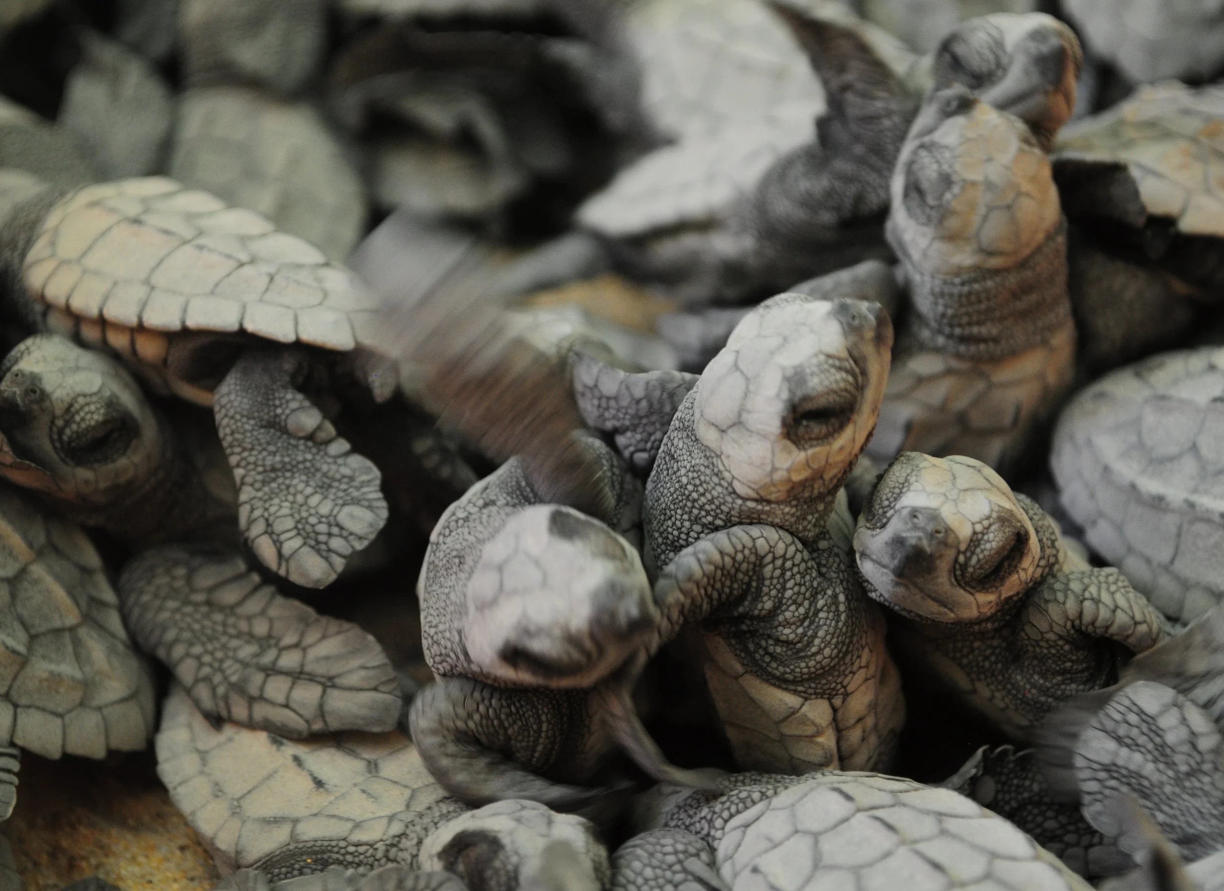 Join The Turtle Club — SEE Turtles