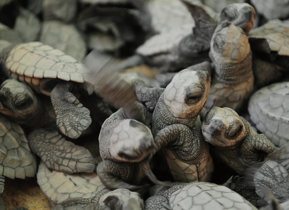 Join The Turtle Club — SEE Turtles