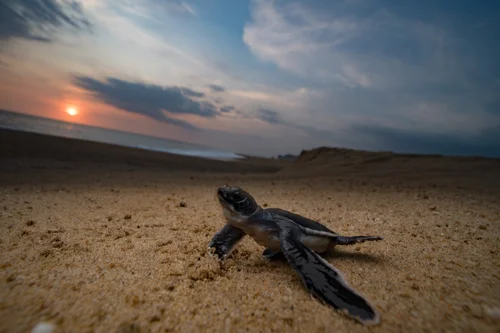 Turtle Blog — SEE Turtles