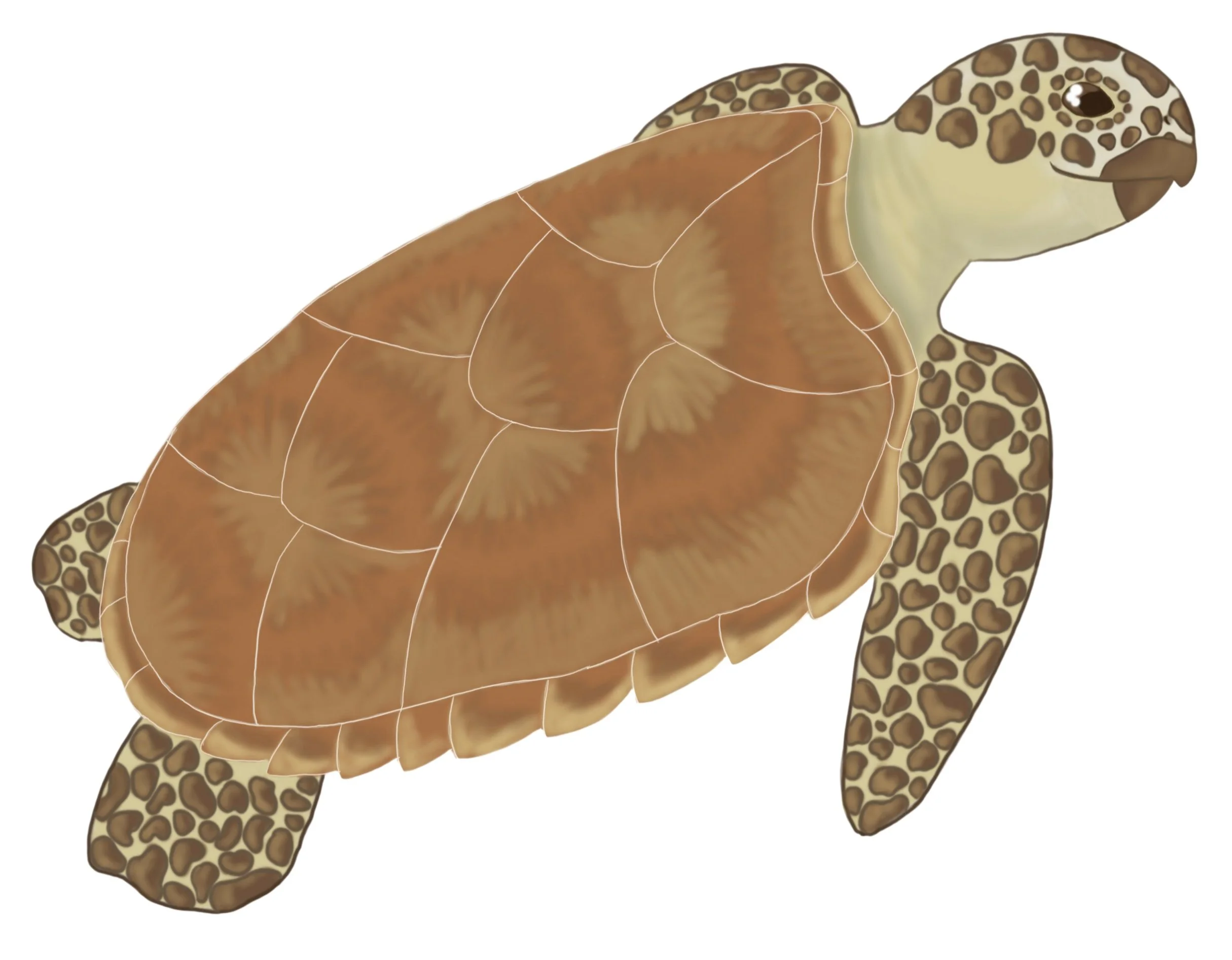 Sea Turtle Lessons — SEE Turtles