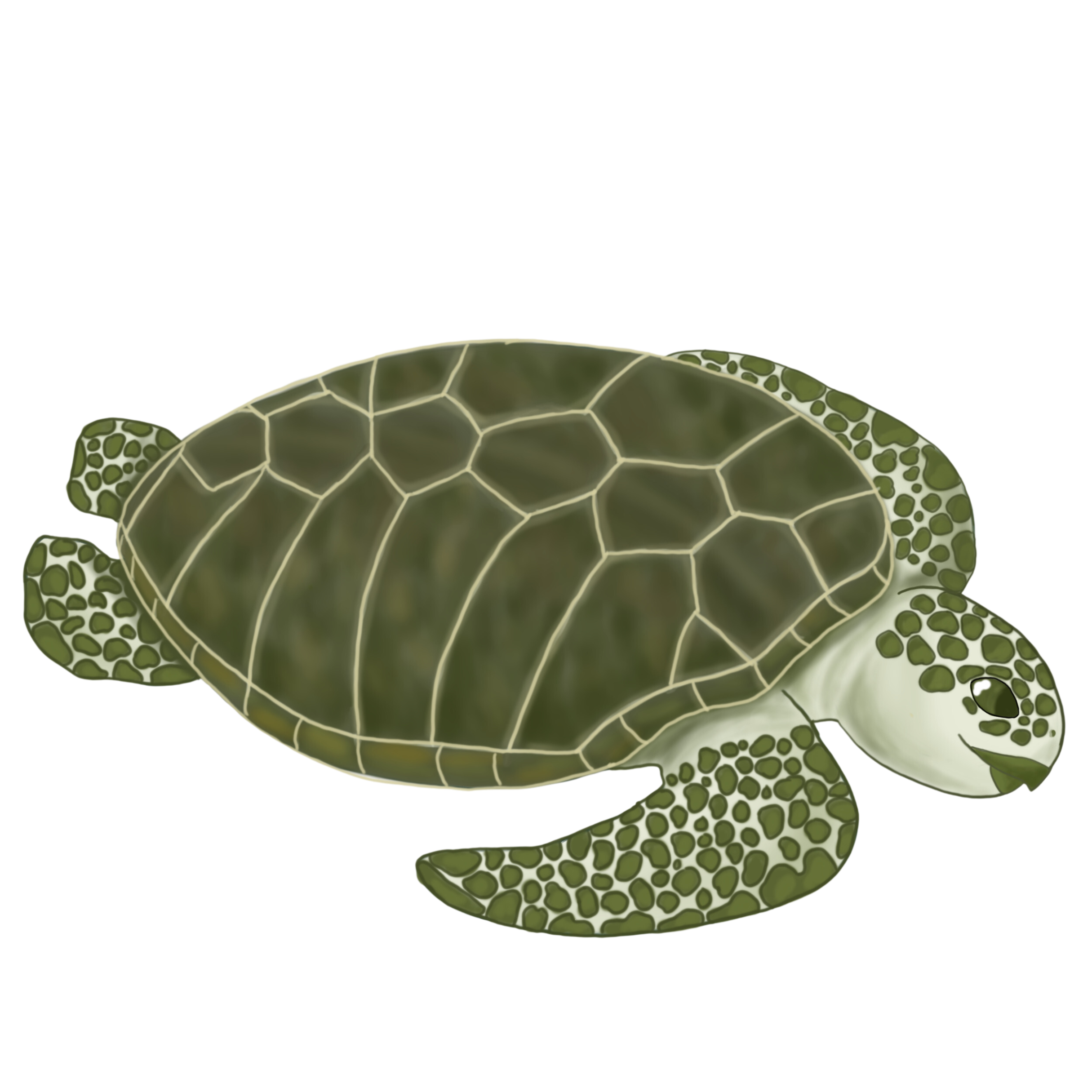 Cartoon Sea Turtle Top View