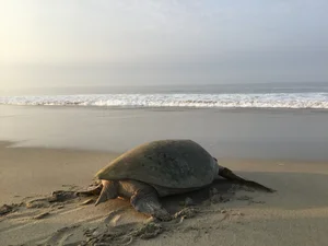 Turtle Blog — SEE Turtles