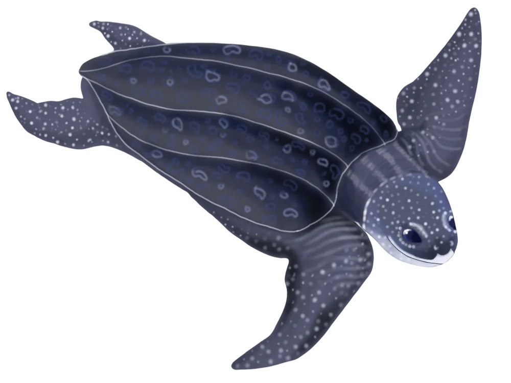 Sea Turtle Lessons — SEE Turtles