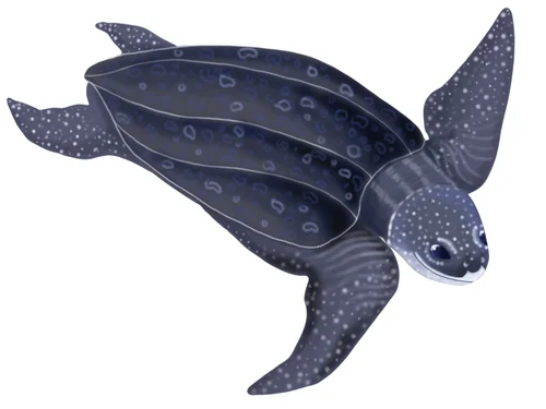 Sea Turtle Lessons — SEE Turtles