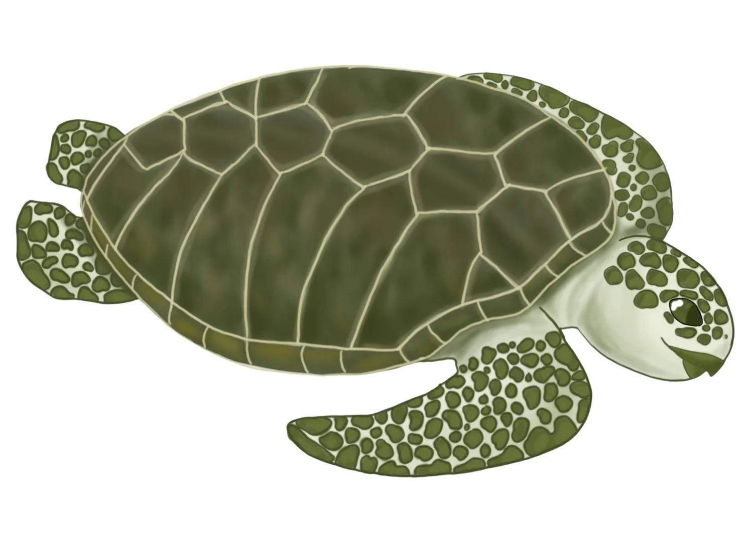 Sea Turtle Lessons — SEE Turtles