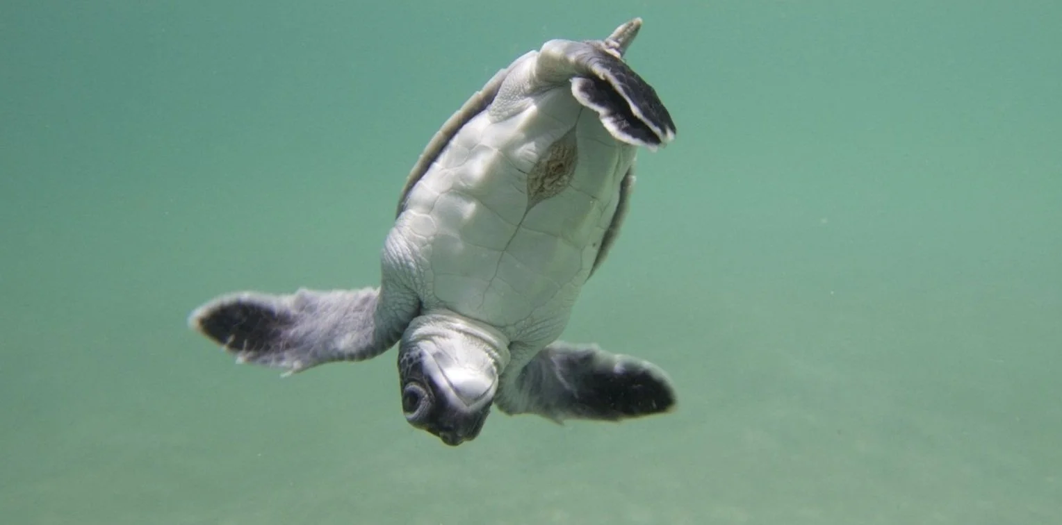 Ways To Give — SEE Turtles