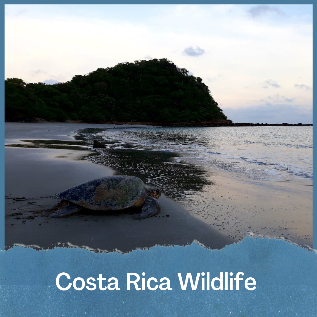 Upcoming Tours — SEE Turtles