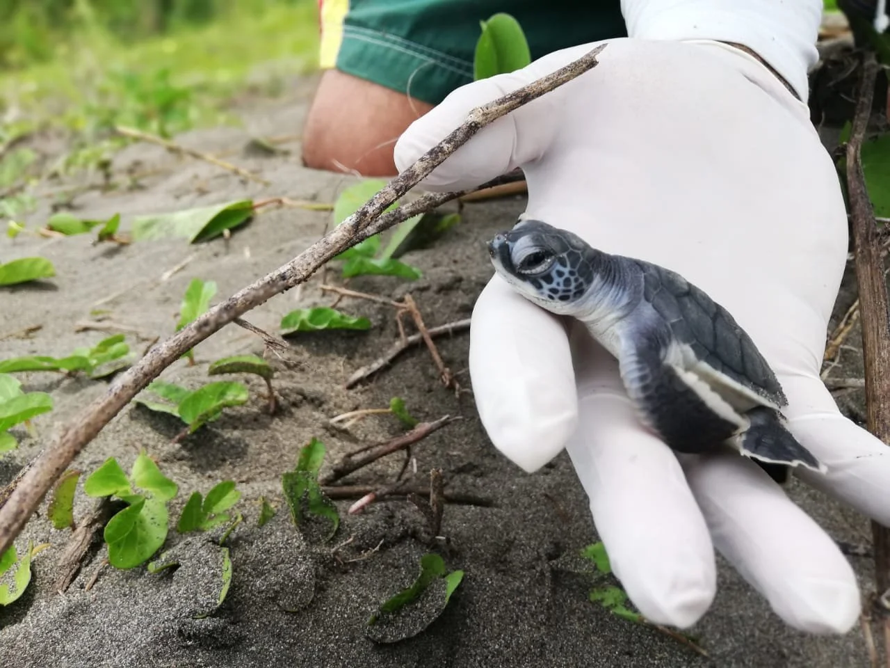 Turtle Blog — SEE Turtles