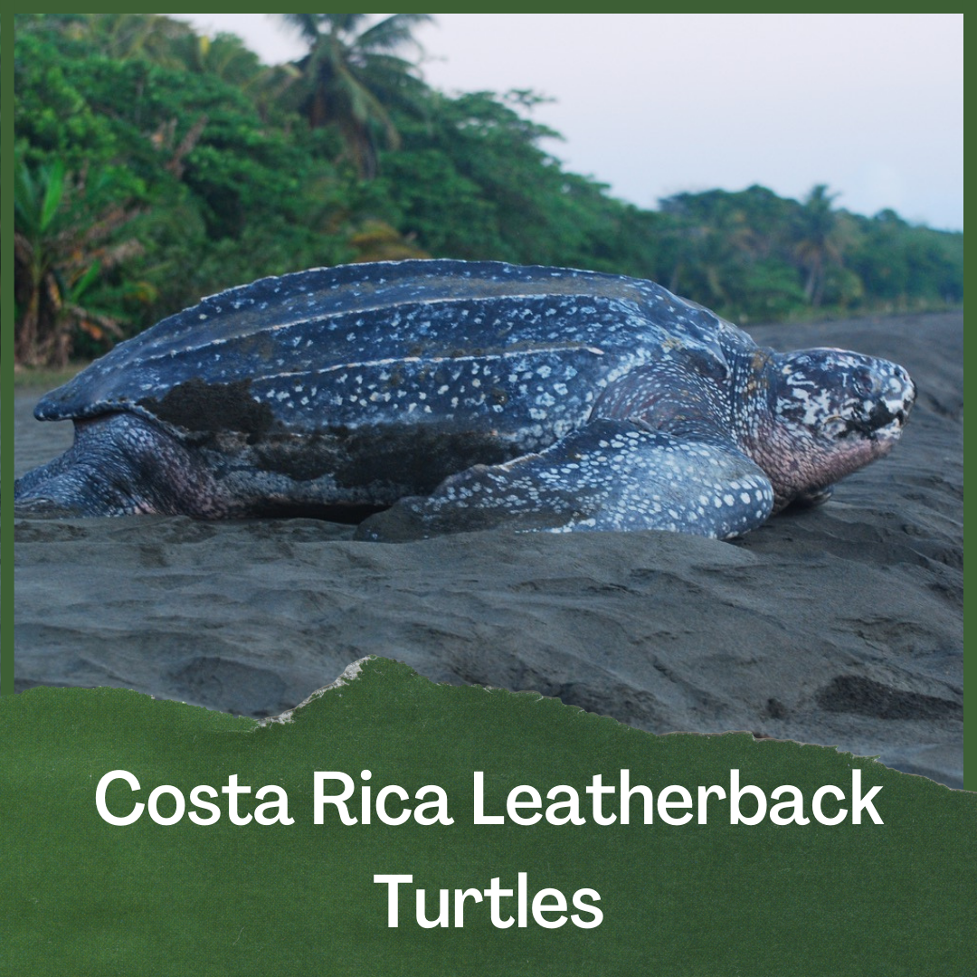 Sea Turtle Tours — SEE Turtles