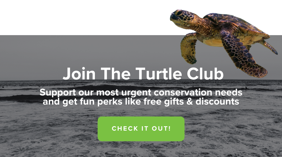 All About Sea Turtles — SEE Turtles