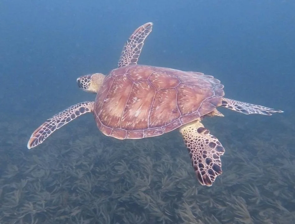 Kenya Exploration Part II: Watamu & Robinson Island — SEE Turtles