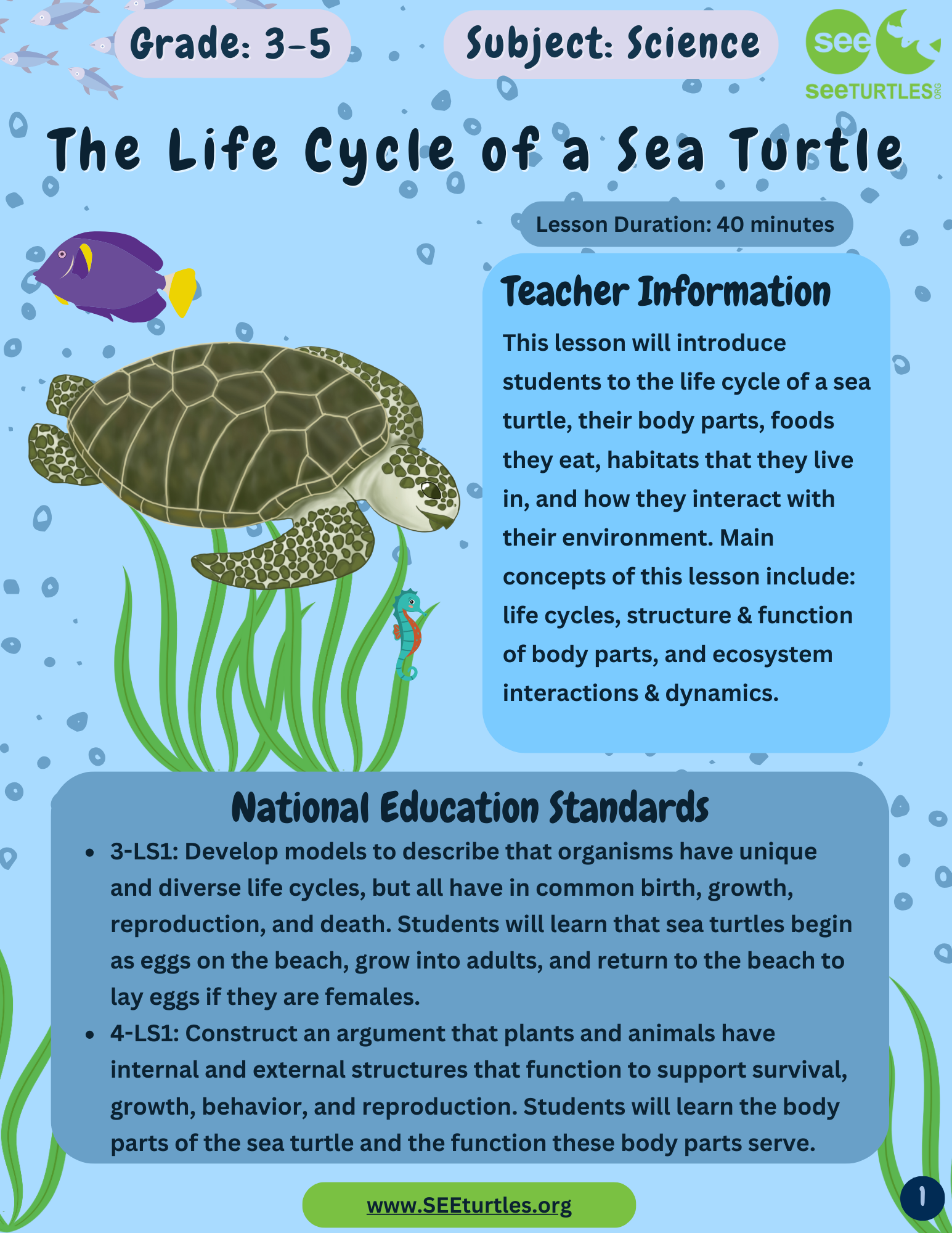 Life Cycle Of A Turtle