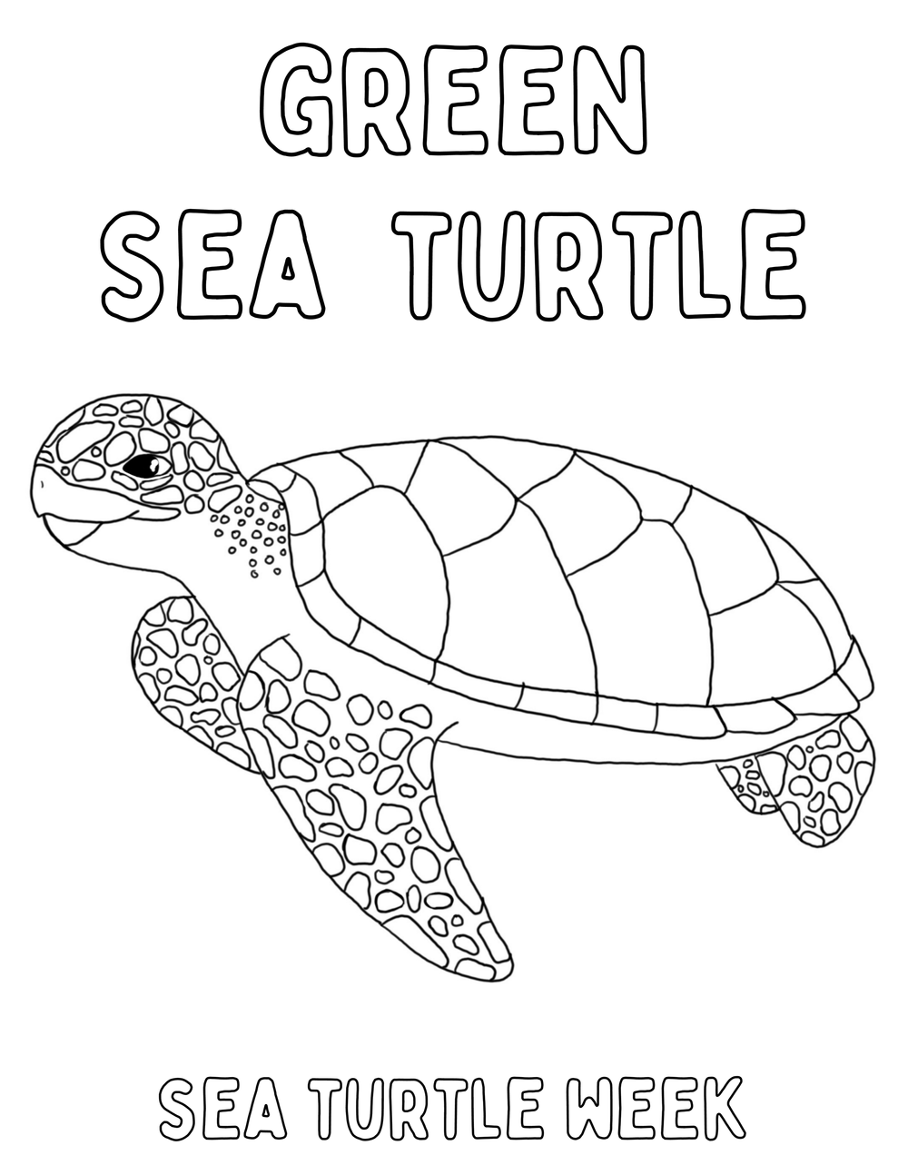 Classroom Resources — SEE Turtles