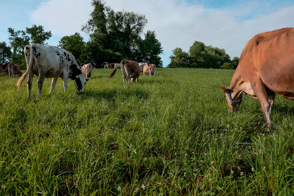 Chaseholm Farm
